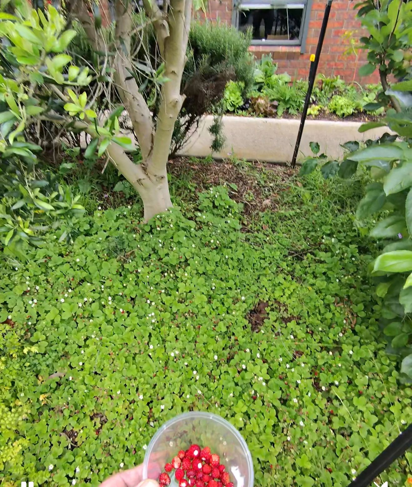 Living mulch