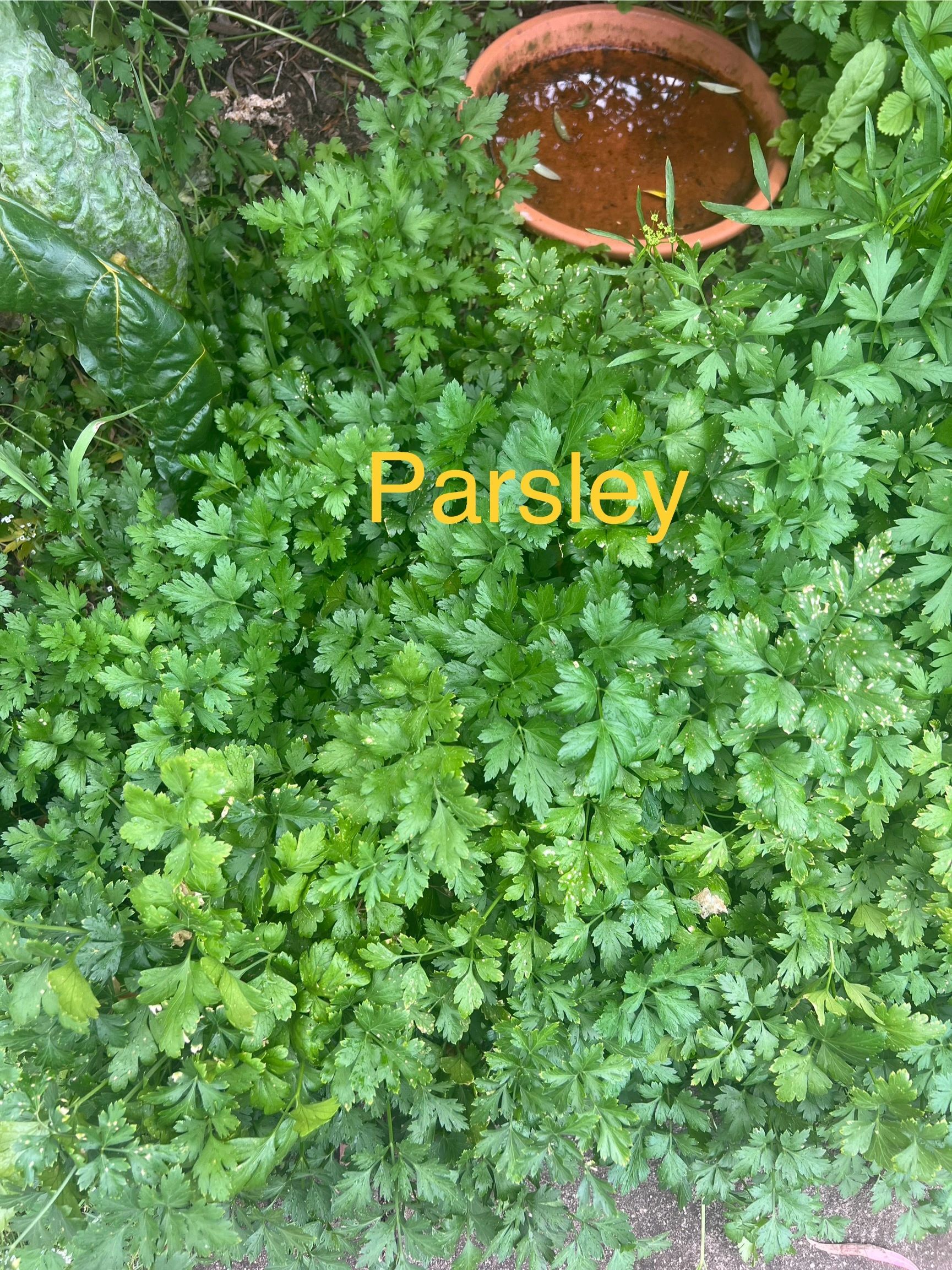 Parsley packs a punch!