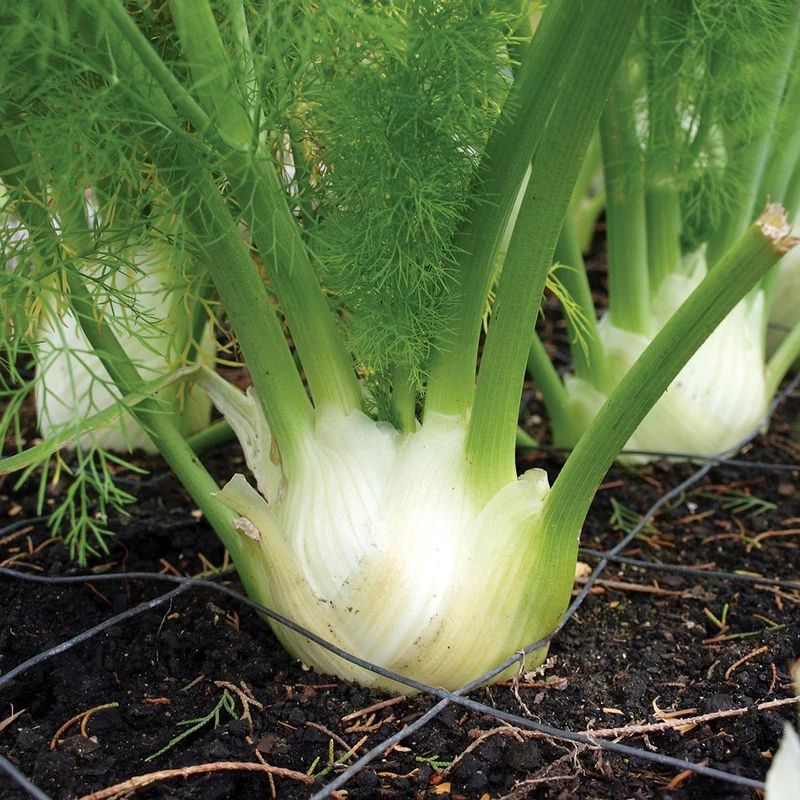 Get the right fennel!