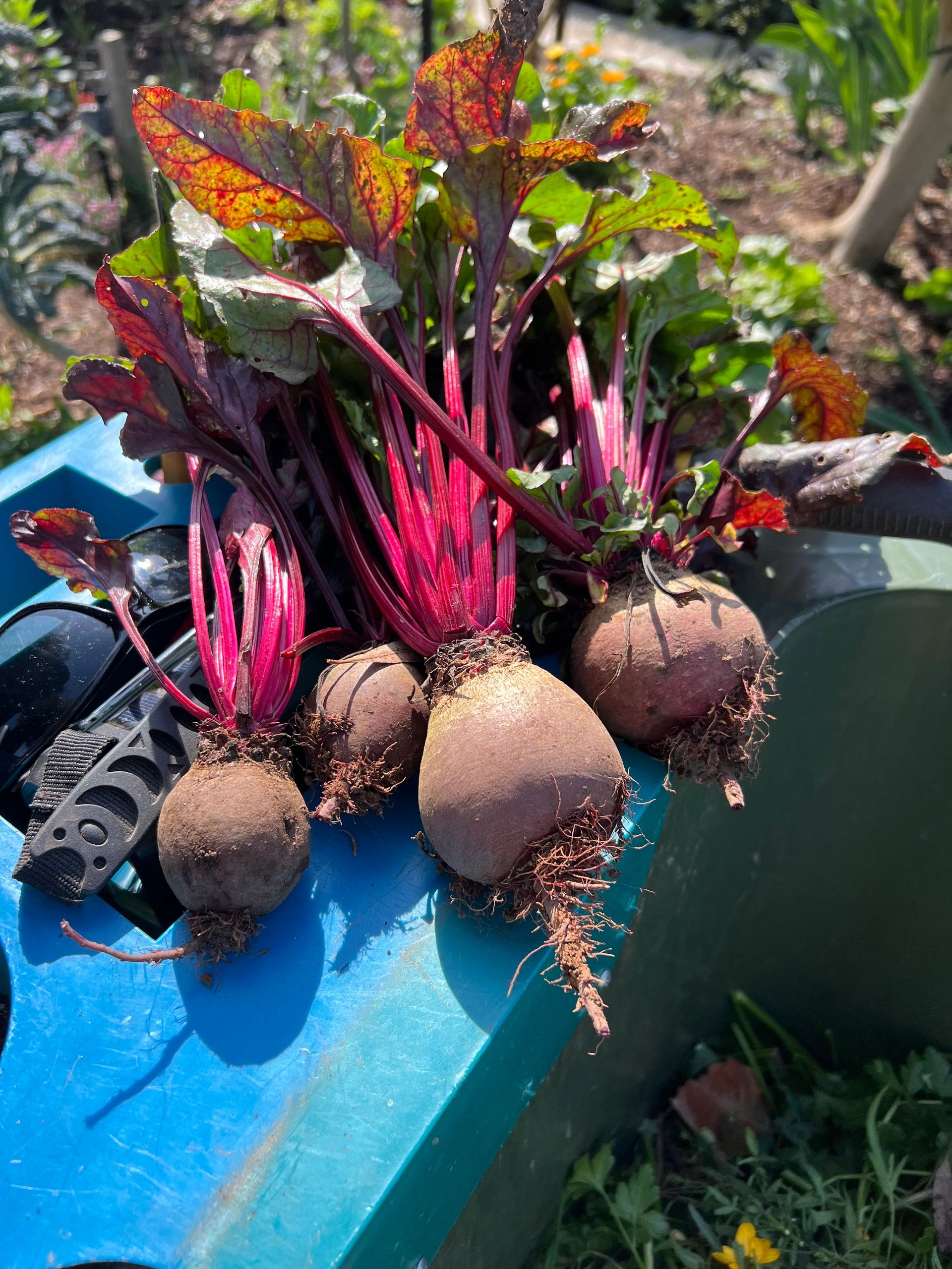Beetroot: A Soil-Grown Treasure