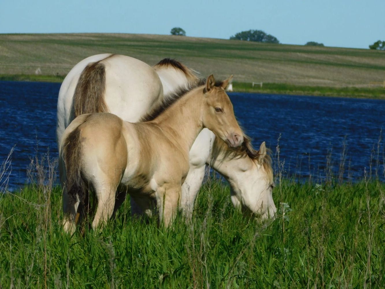 Goetz Ranch Quarter Horses