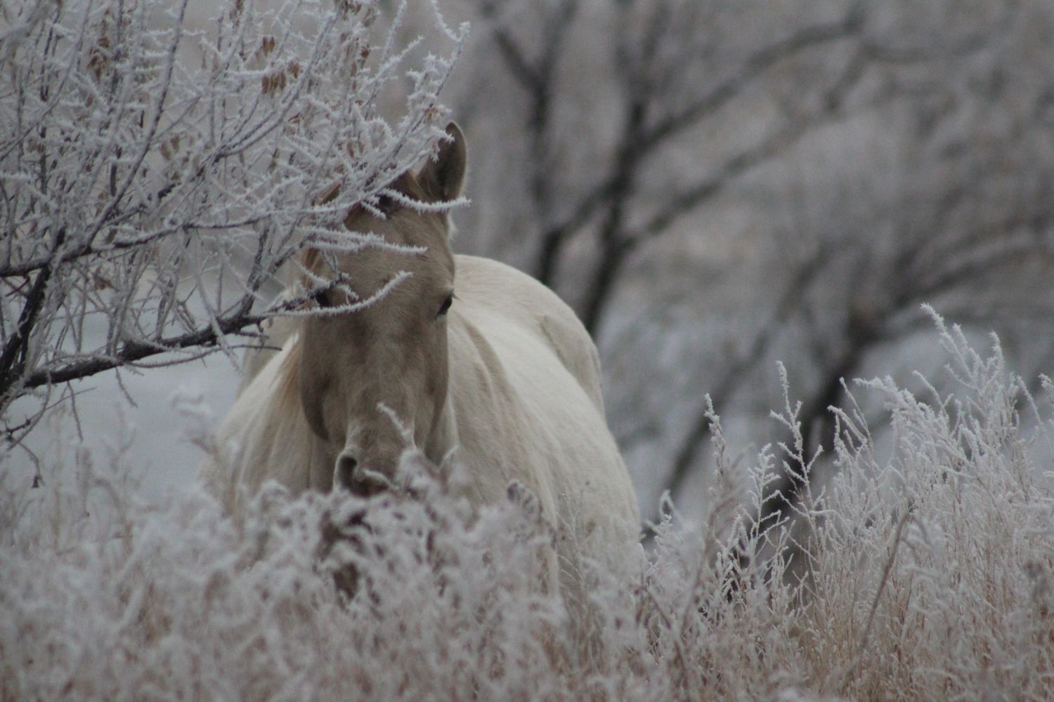 Goetz Ranch Quarter Horses
