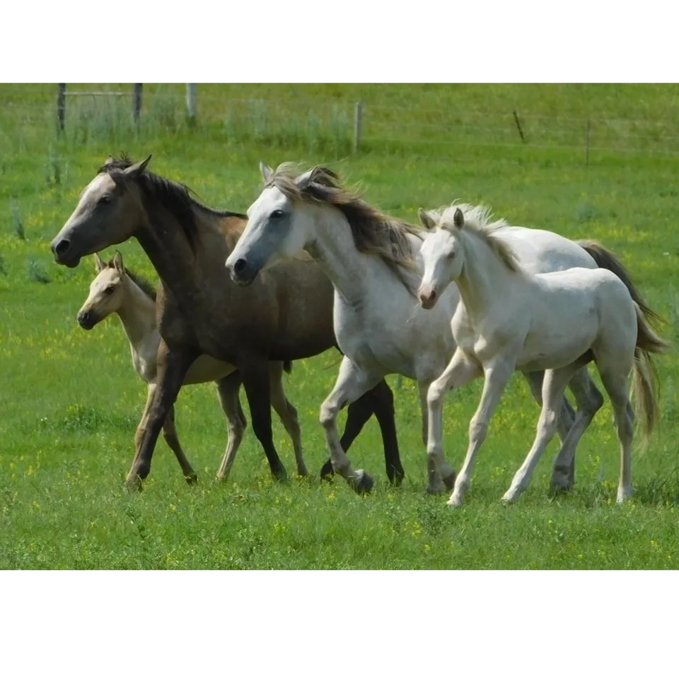 Continental Travel | Goetz Ranch Quarter Horses