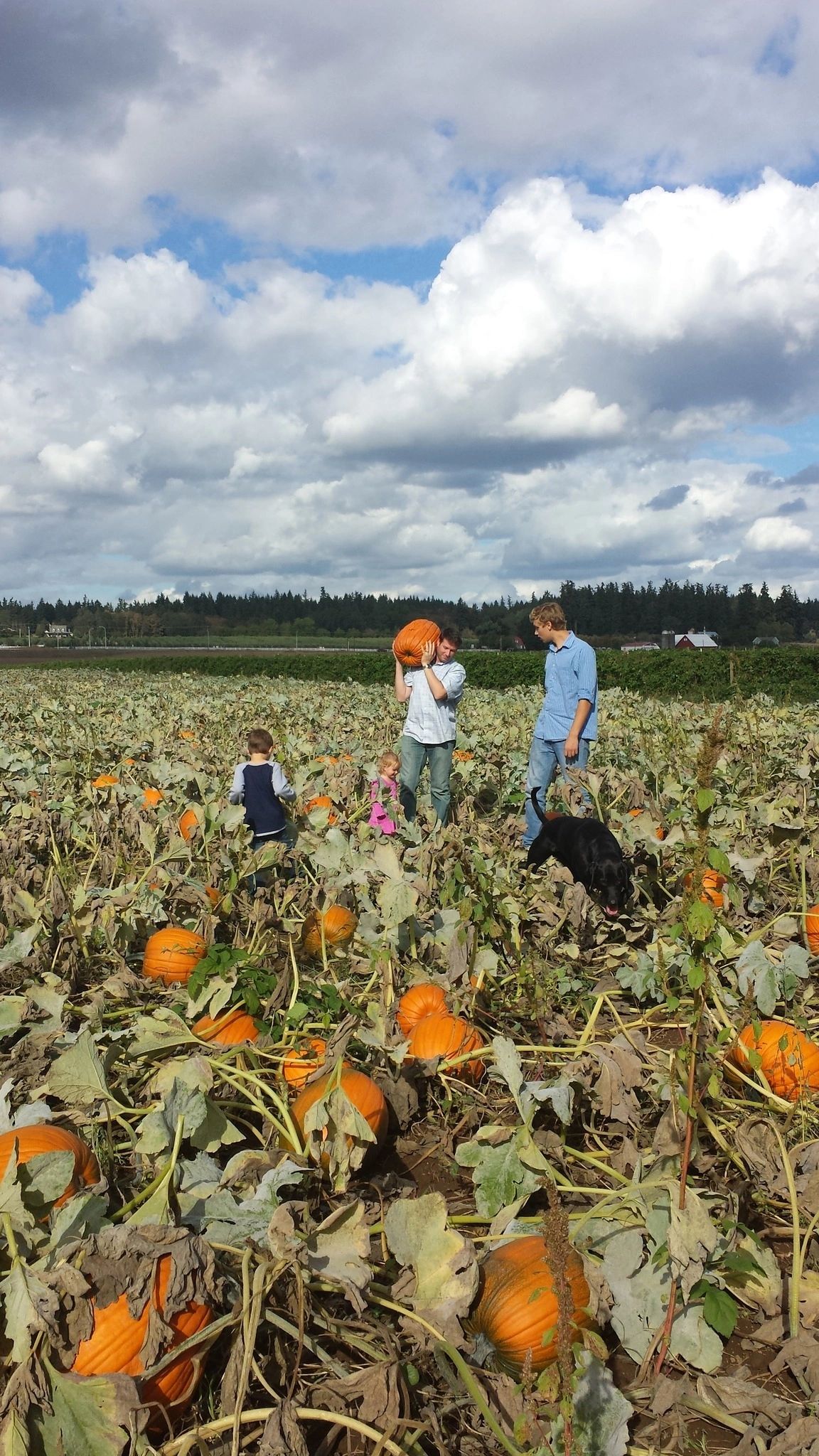 Home [schollsferryfarm.com]