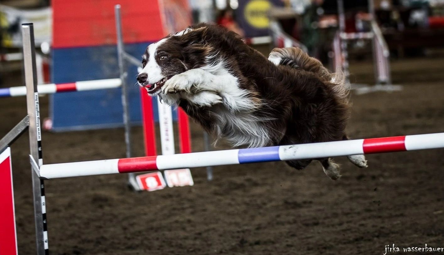 Super Star K9 - Dog Training, Boarding