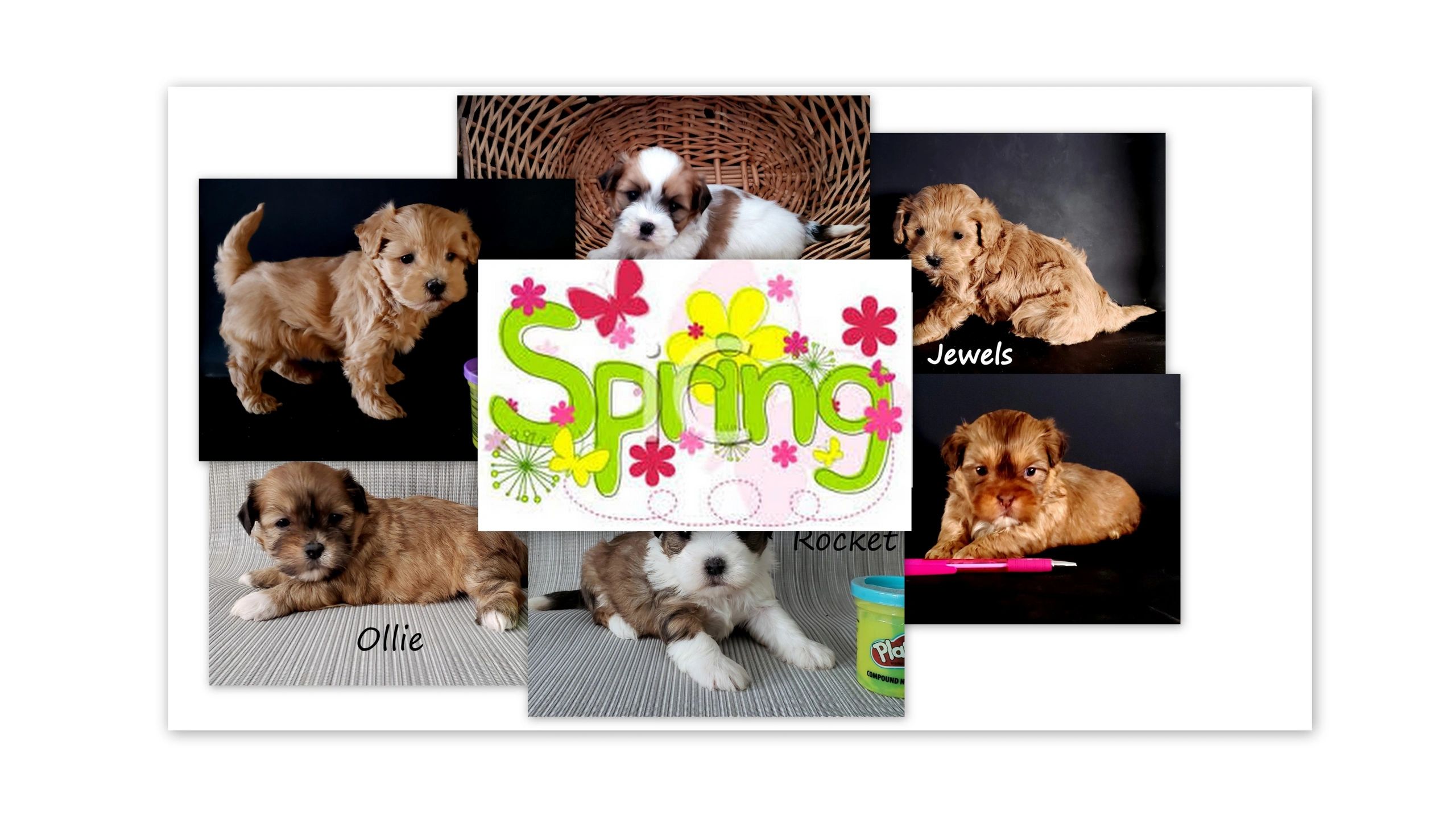 Find Teddy Bear and Maltipoo Puppies - Wisconsinpuppies.net