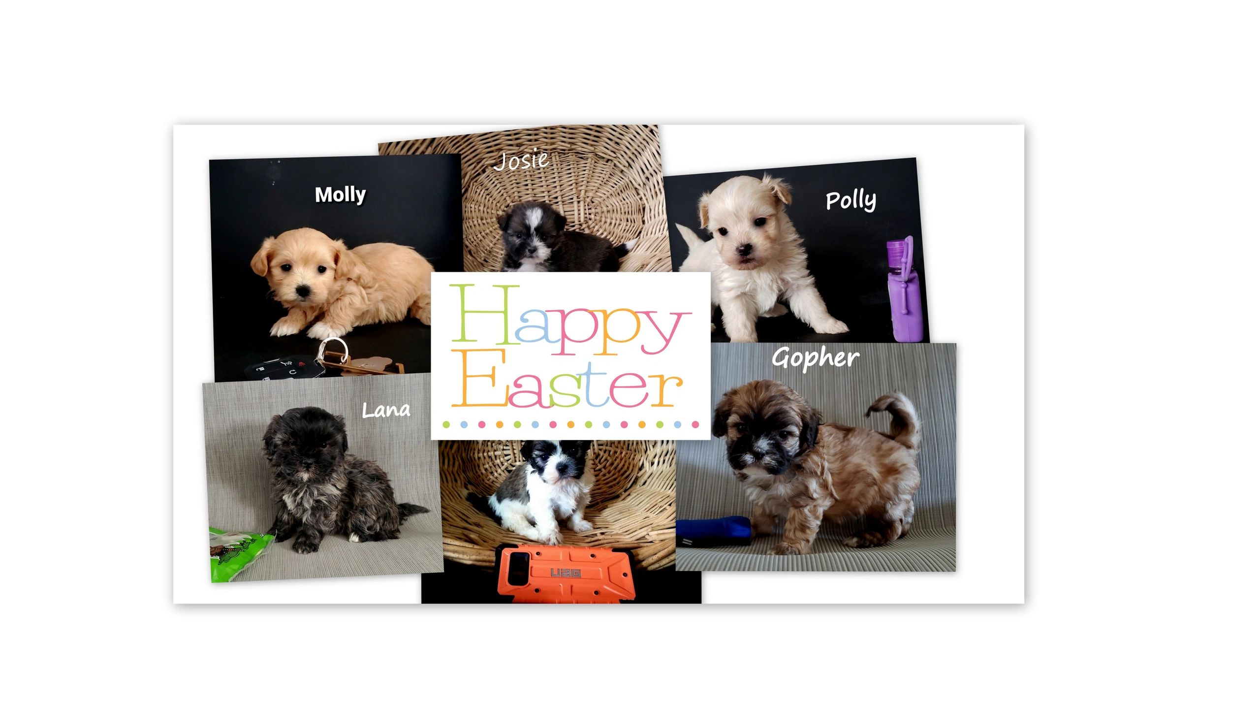 Find Teddy Bear and Maltipoo Puppies - Wisconsinpuppies.net