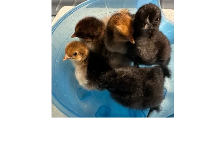 Bantam Mini Chicken Chicks UNSEXED STRAIGHT RUN