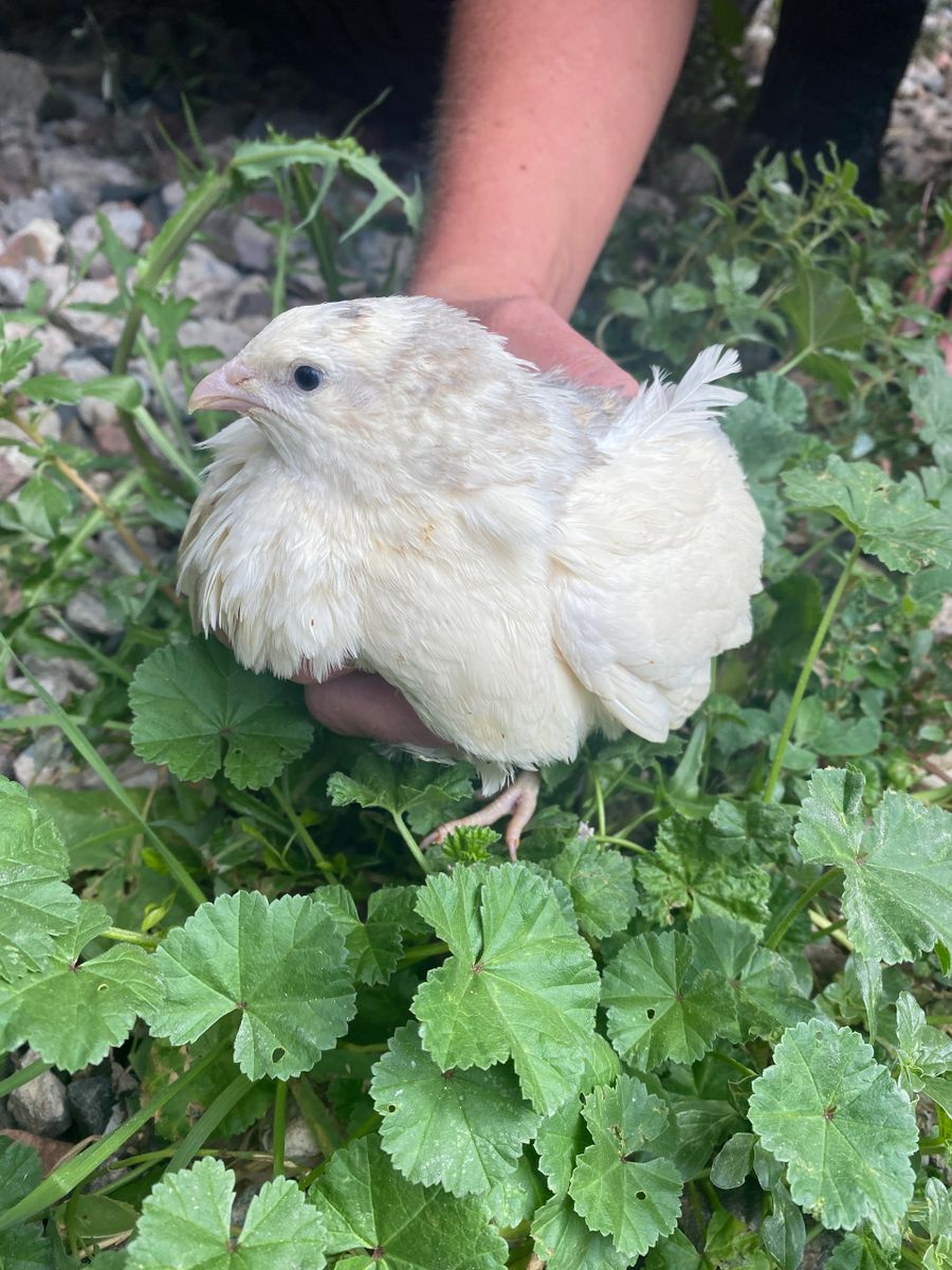 SPECIAL ORDER **** Texas Scofield Silver Collection Laying Coturnix ...