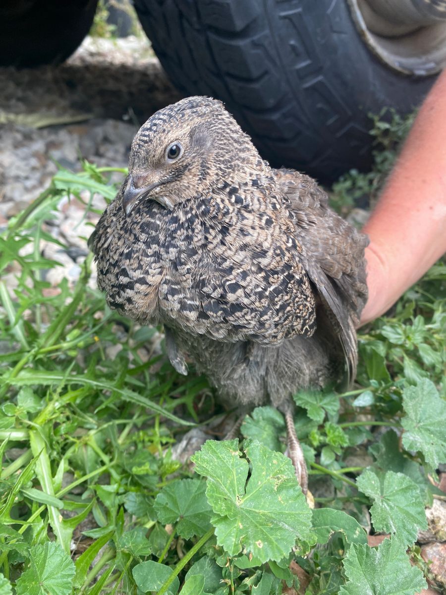 SPECIAL ORDER **** Blue Tibetan Laying Coturnix Quail Hens