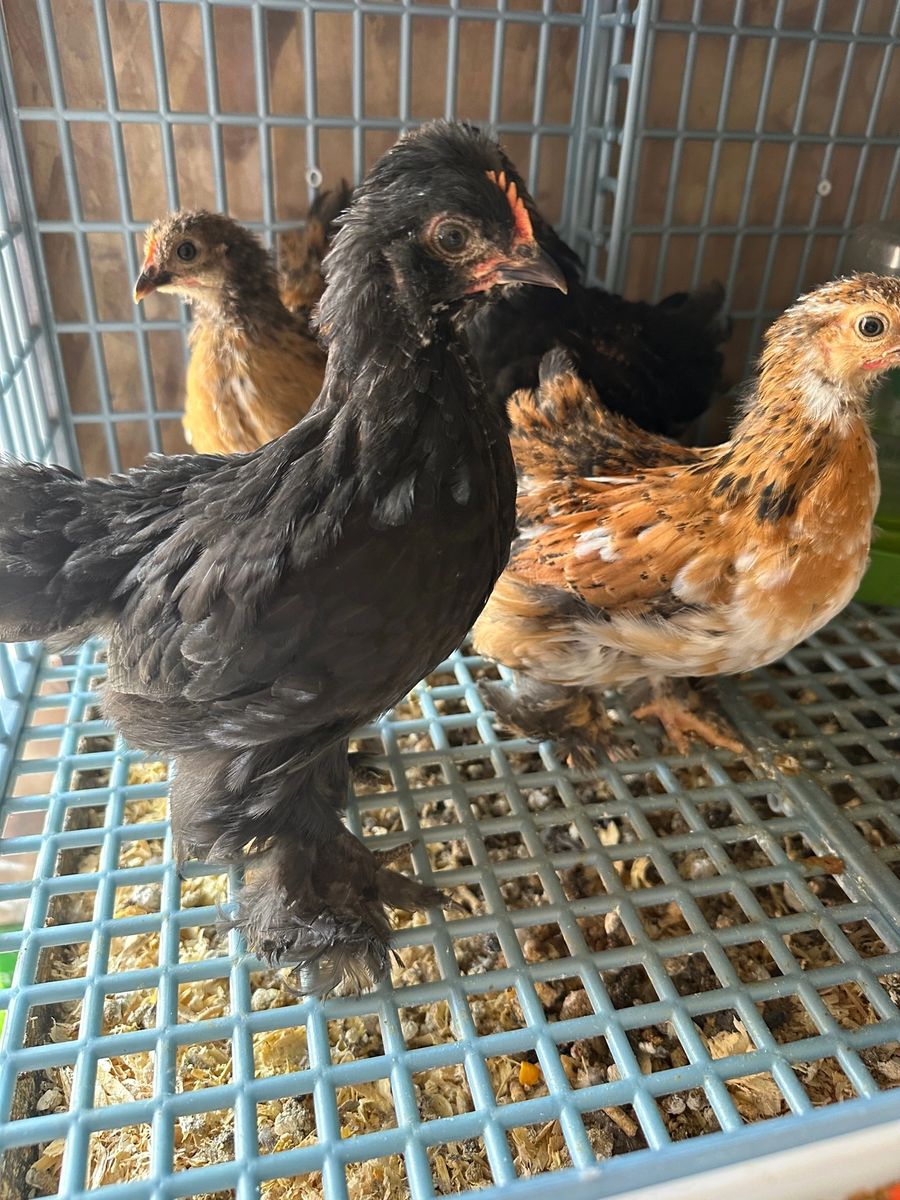 NO LONGER AVAILABLE Bantam mini chicken rooster young adult