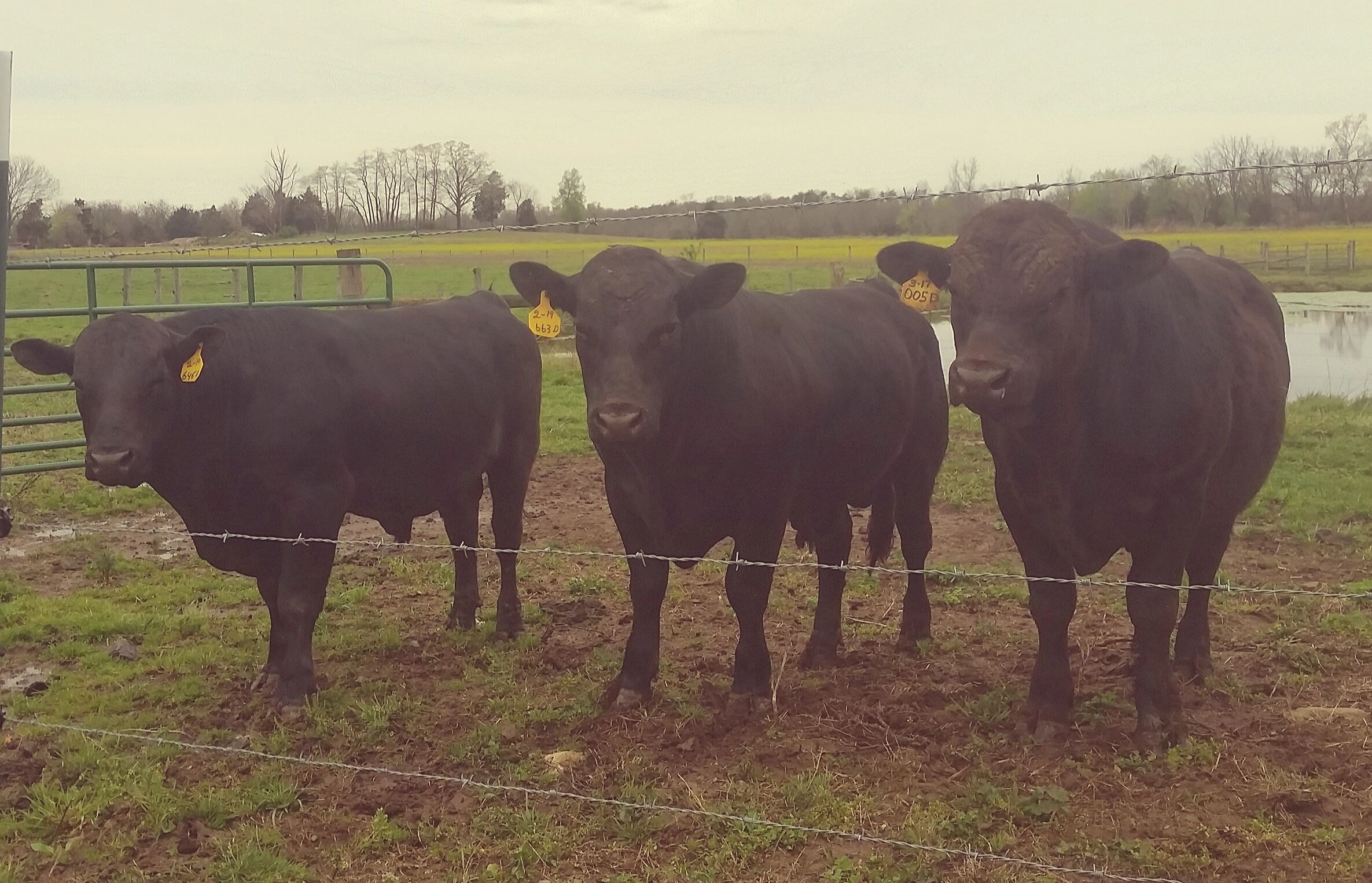 Farmers Wife - Farm Raised Growth Hormone Free, Fresh Beef