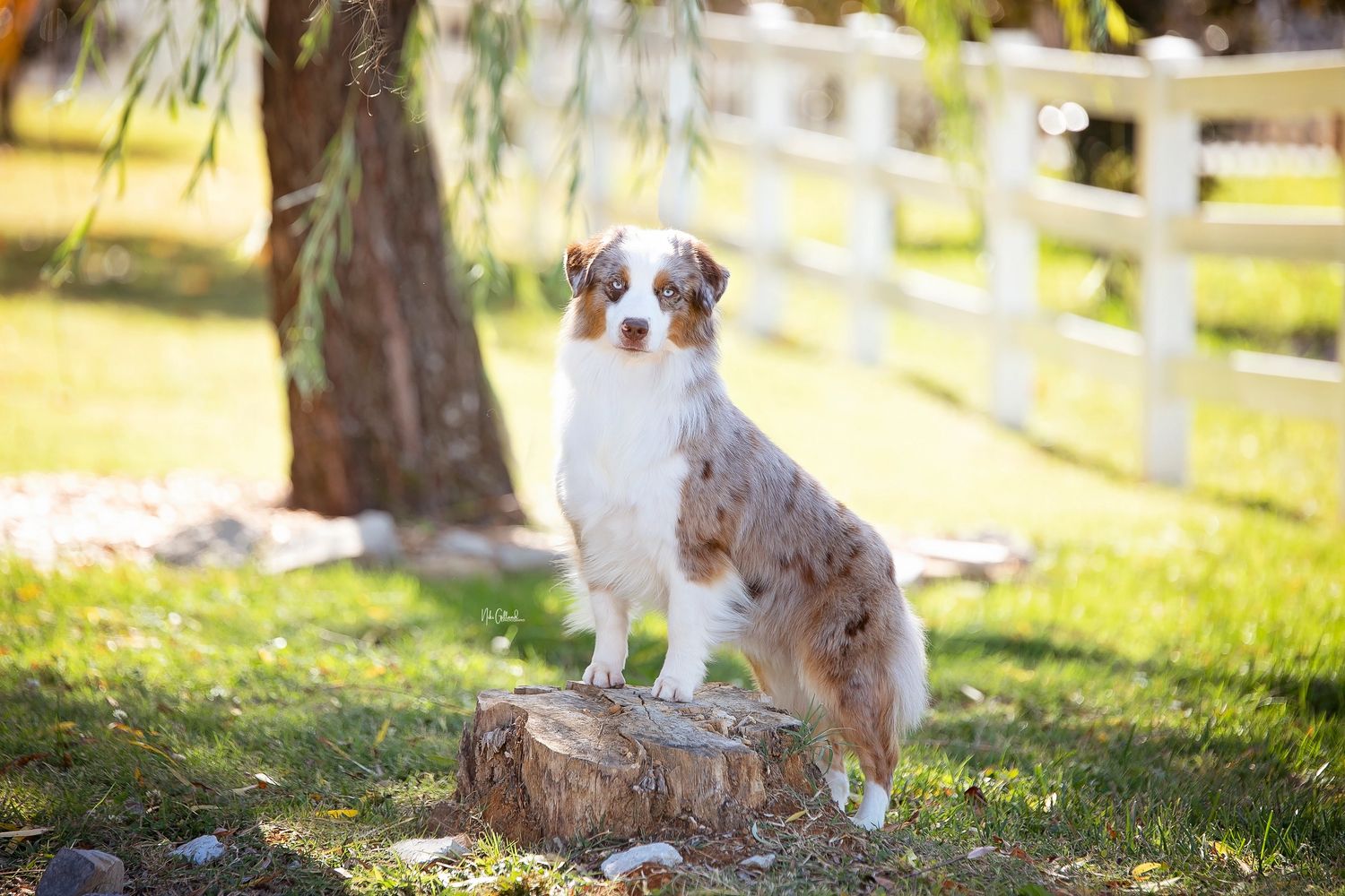 Stellar Miniature American Shepherds - Home