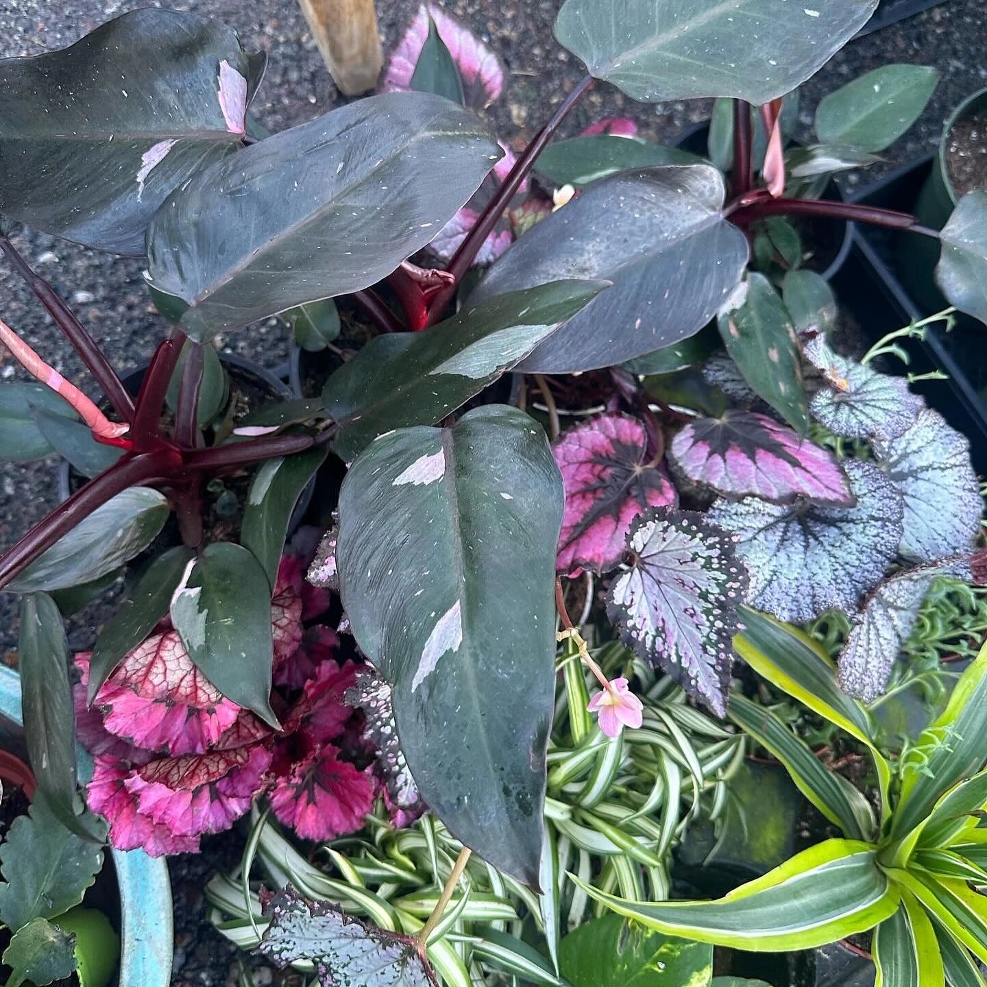 Explore Unique House Plants at Sassy Plantz