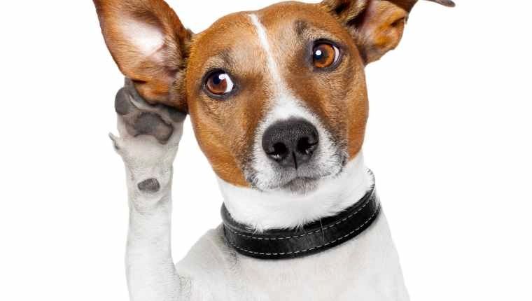 Can Deaf Dogs Learn Sign Language 