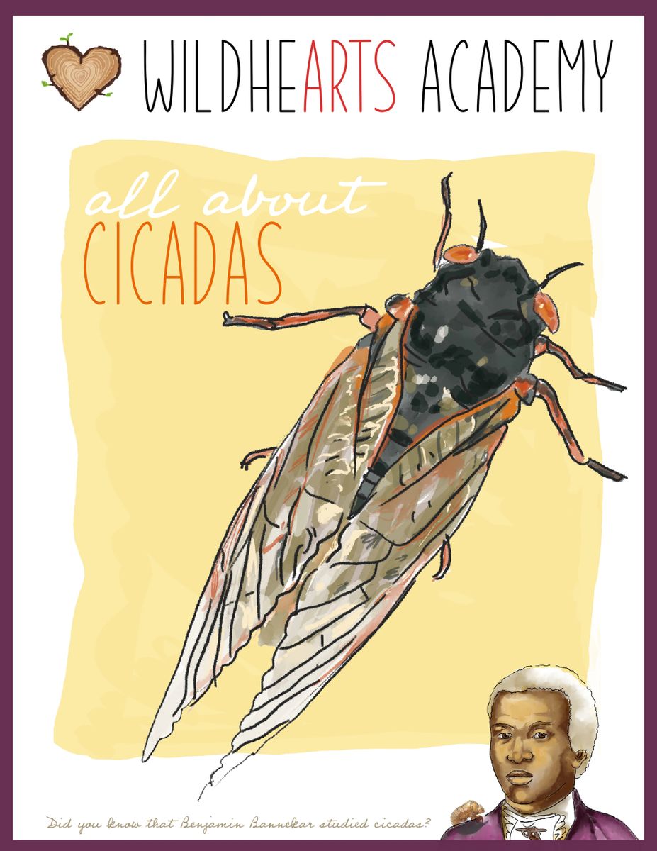All About Cicadas