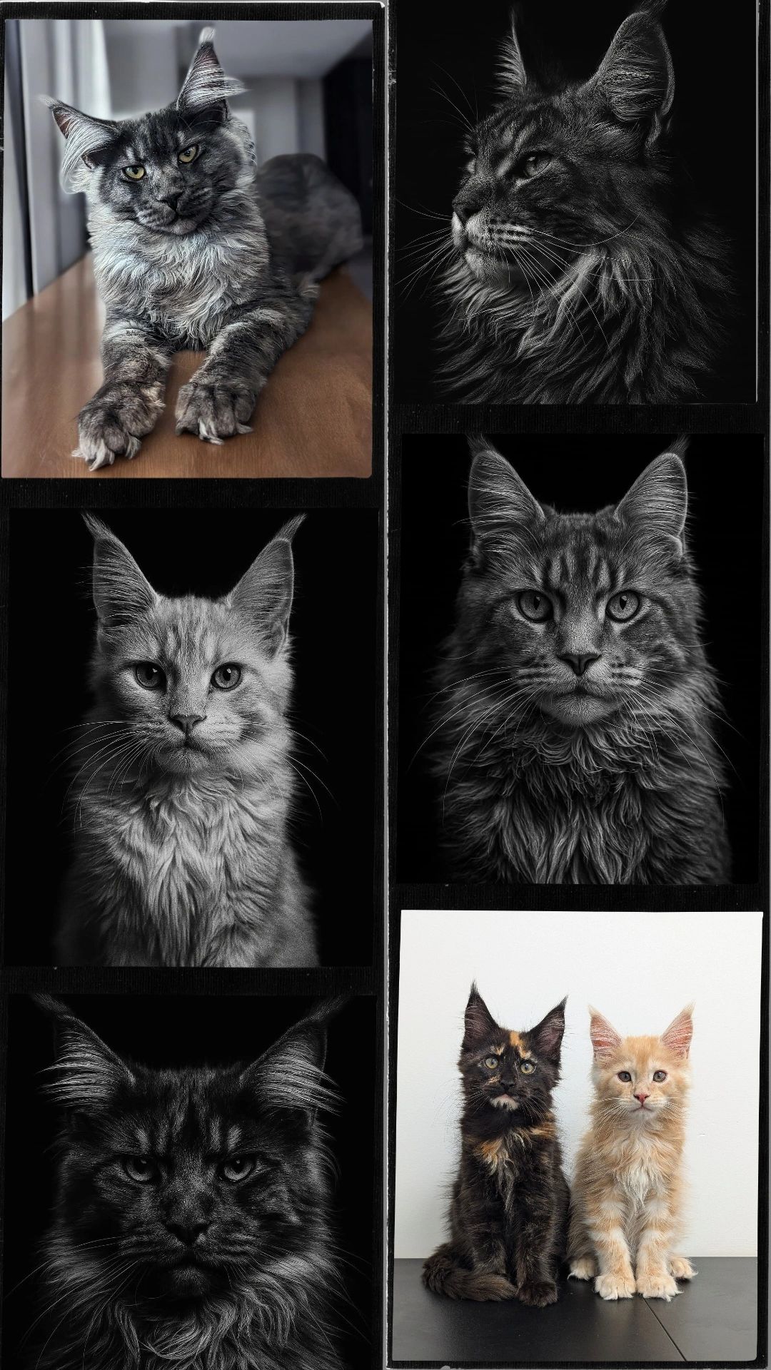 Lakeside Maine Coons BC