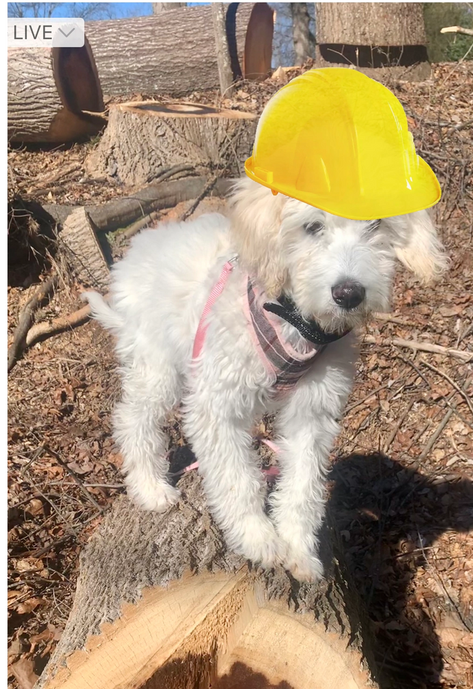 Crystal Hound Minerals - Crystals - Atlanta, Georgia