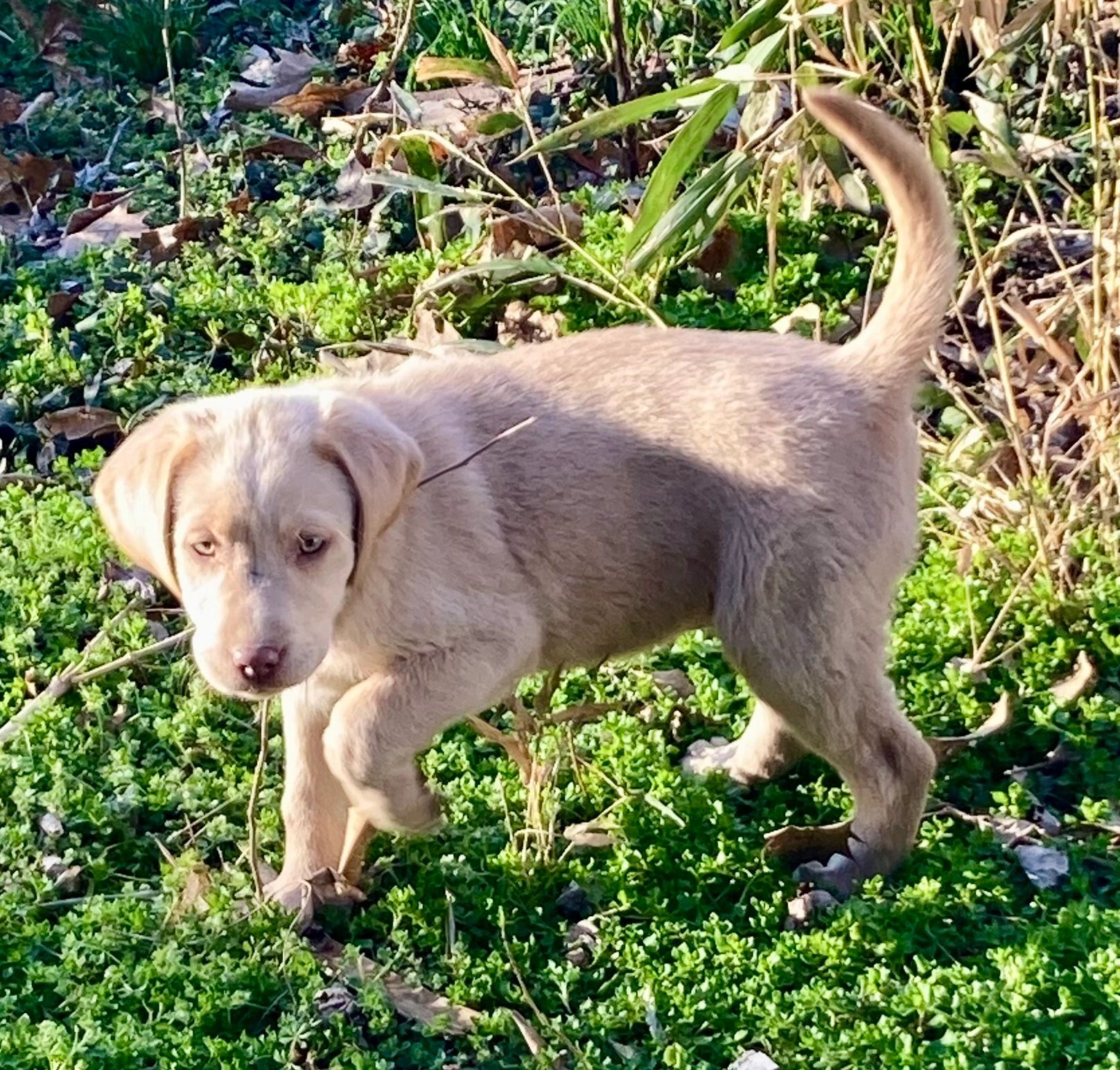 Labrador puppies for sale | The Southern Labs