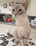 Services | Country Companion Animal Hospital