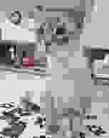 Services | Country Companion Animal Hospital