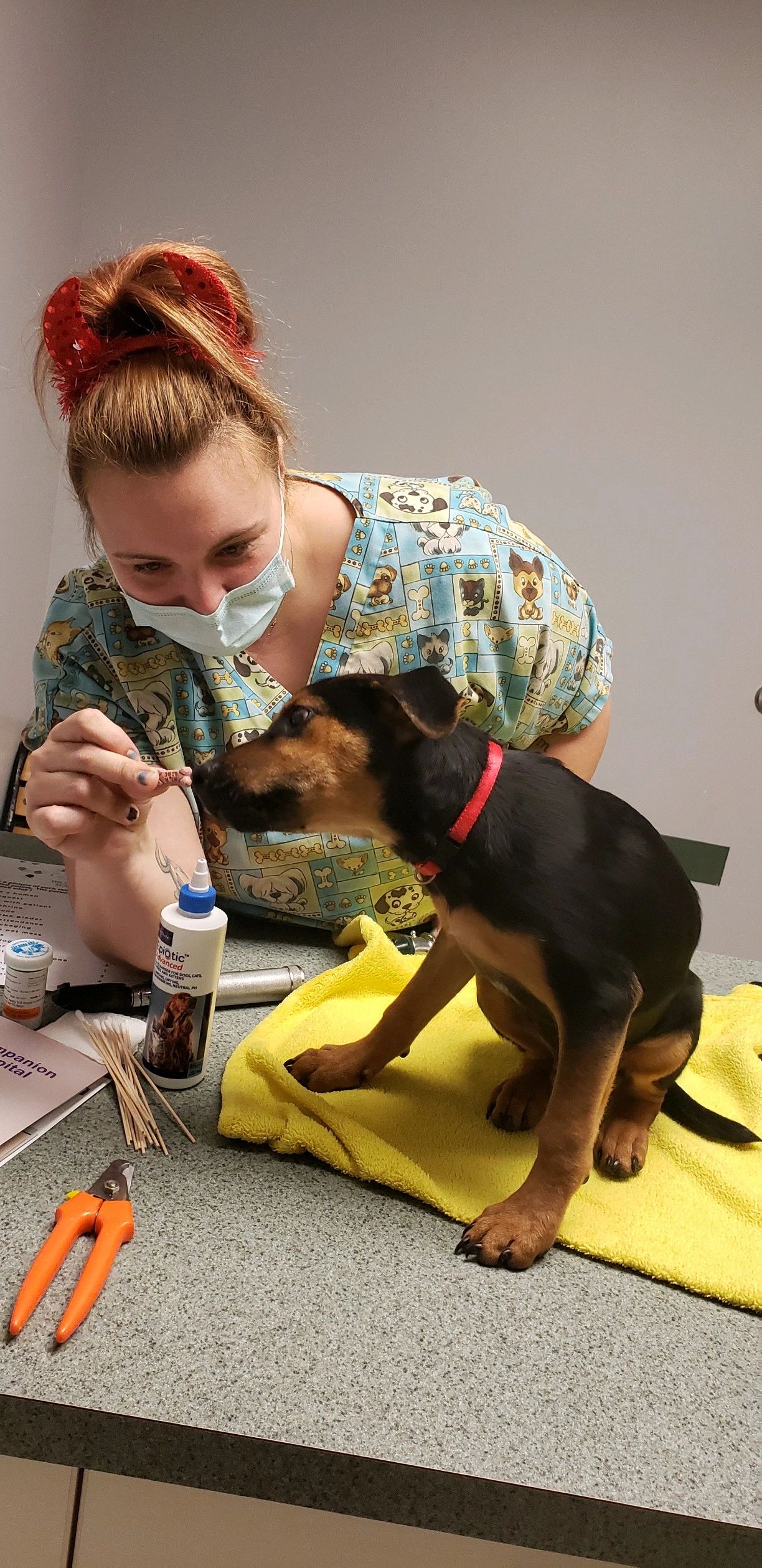 Country Companion Animal Hospital