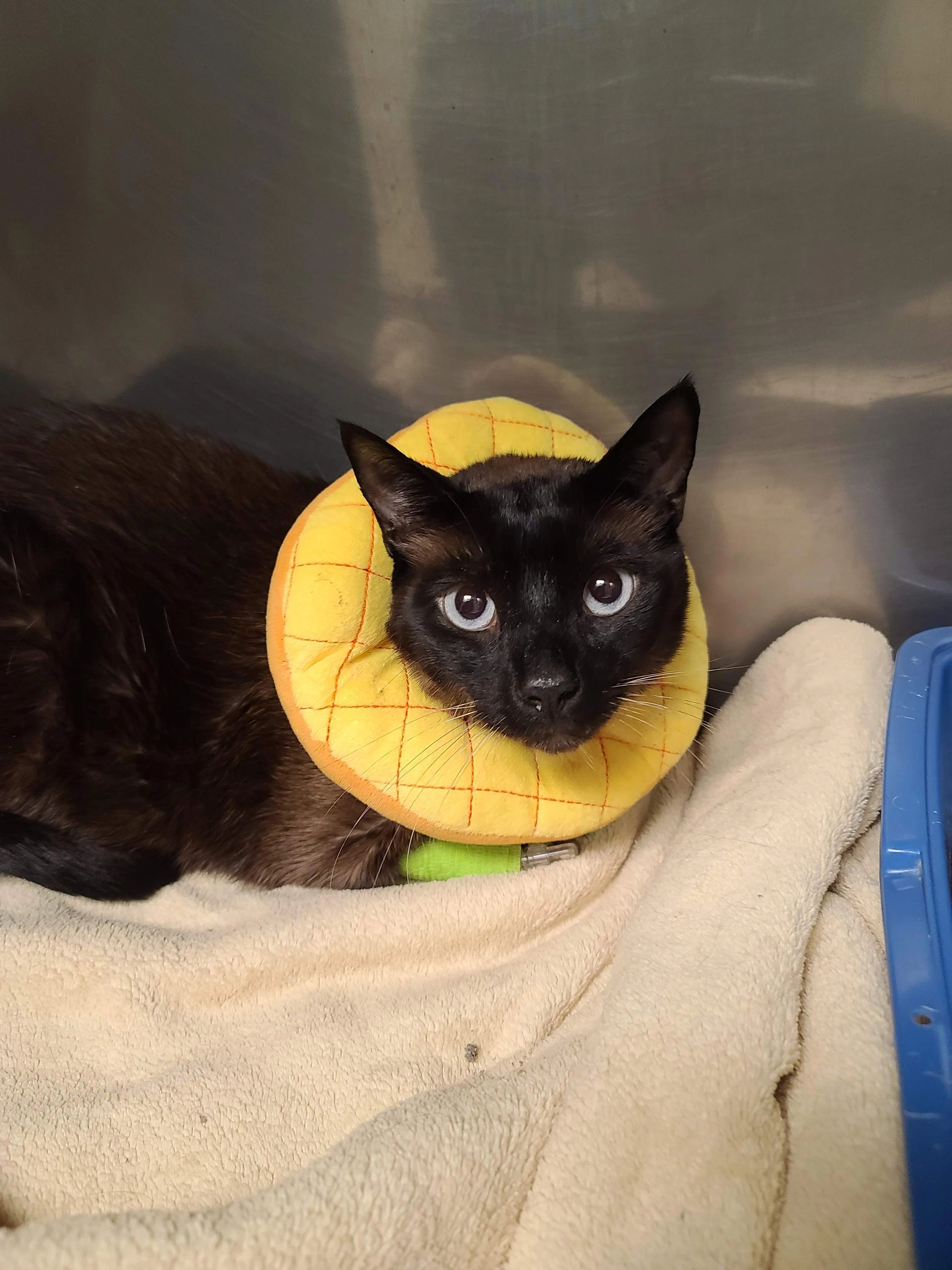 Country Companion Animal Hospital