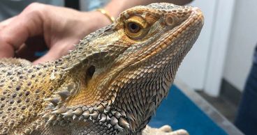 Services | Country Companion Animal Hospital