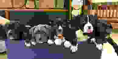 Services | Country Companion Animal Hospital