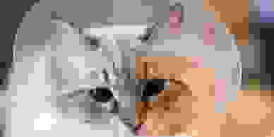 Services | Country Companion Animal Hospital