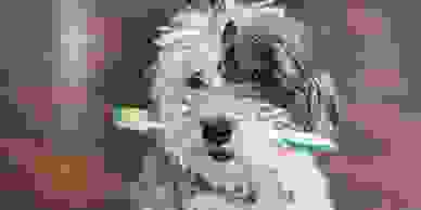 Services | Country Companion Animal Hospital