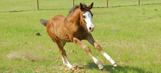 Trail Rides, Lessons, Horse Back Riding, Boarding, - Rymar Ranch