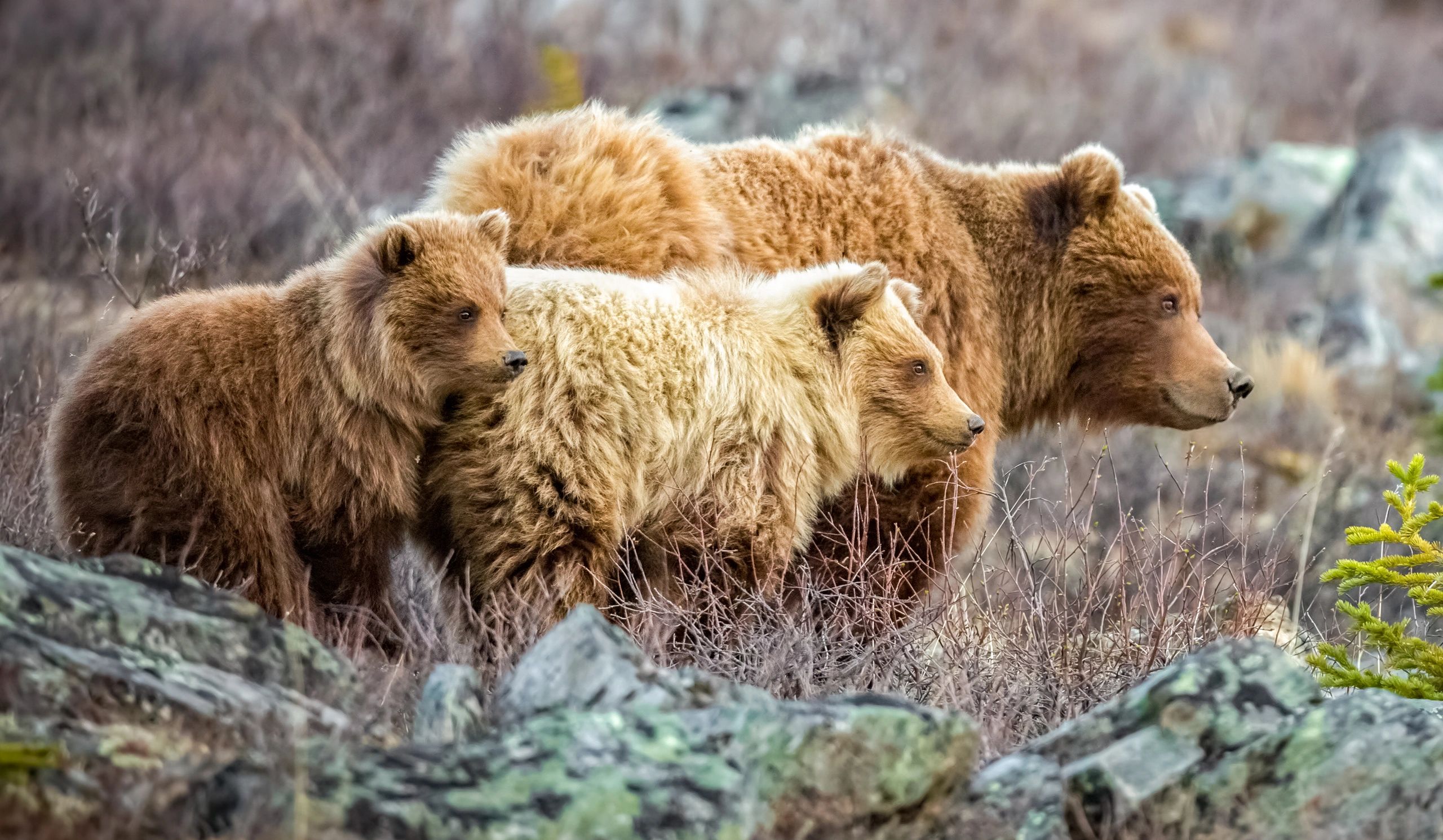 Three Bears Gallery and Gifts