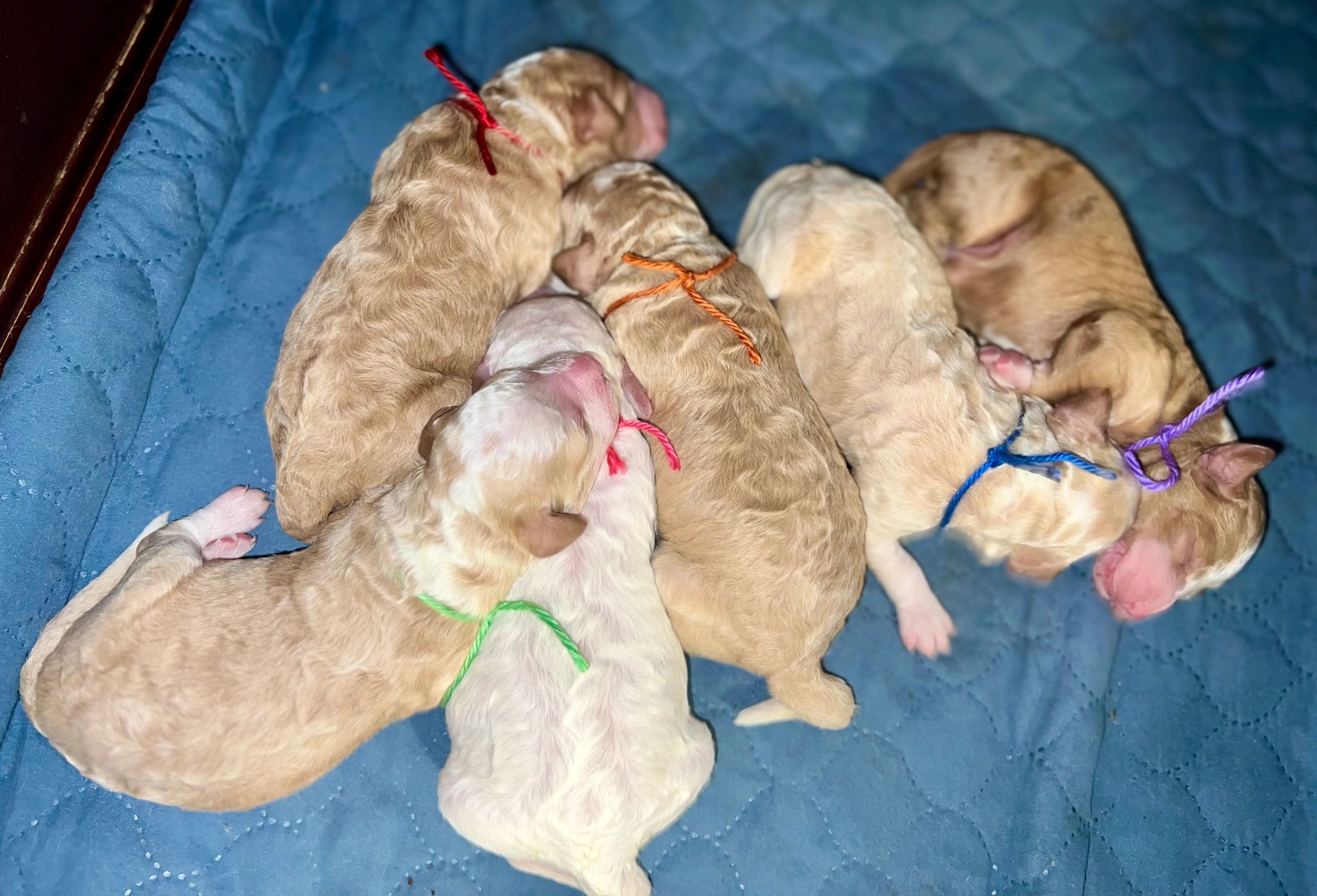 Presenting the Six Pack.....