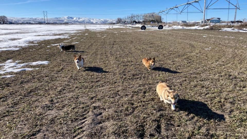 Whistling Wind Corgis