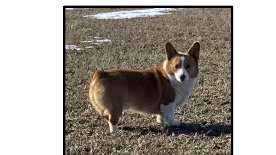 Whistling Wind Corgis