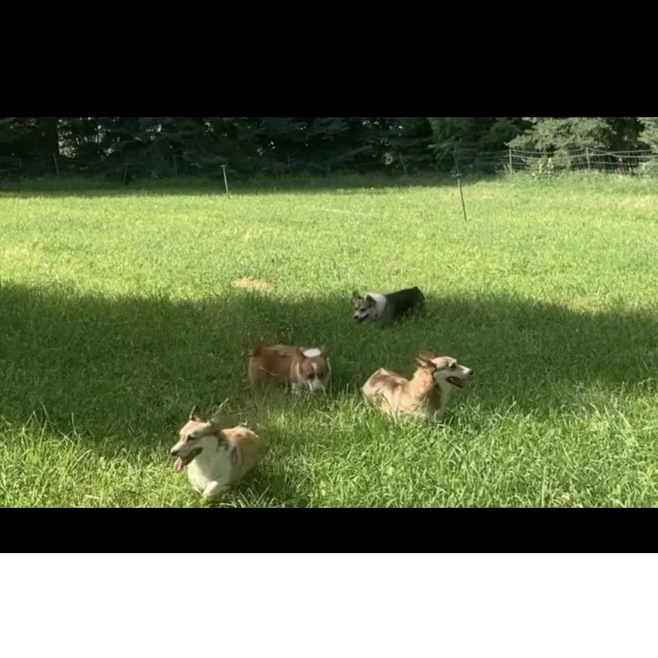 Whistling Wind Corgis