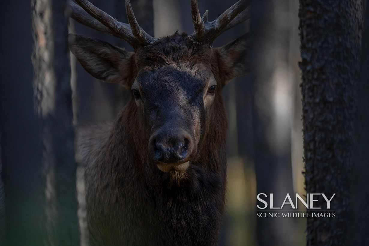 Slaney Scenic Wildlife