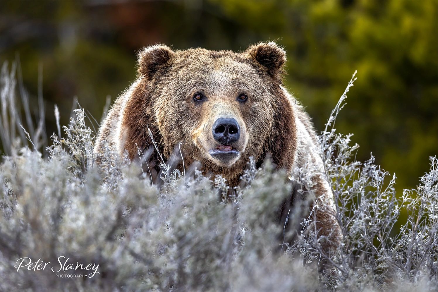 Slaney Scenic Wildlife