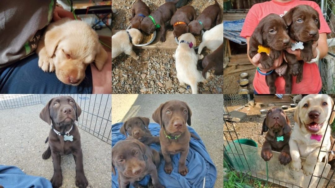 Swiss Mountain Labradors - Michigan Lab Puppies, Labrador Retriever ...