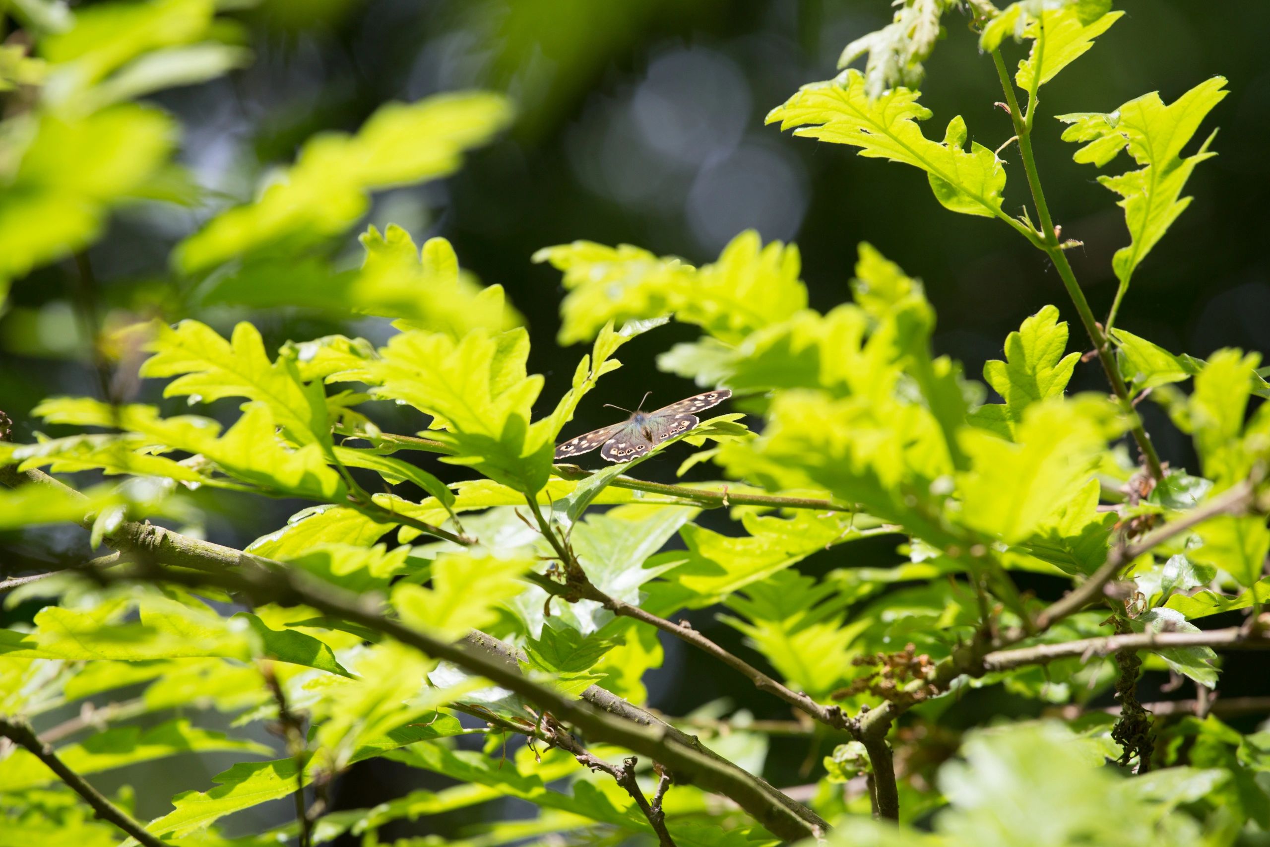 Silva Arboriculture - Tree Survey Report, Tree Survey Kent