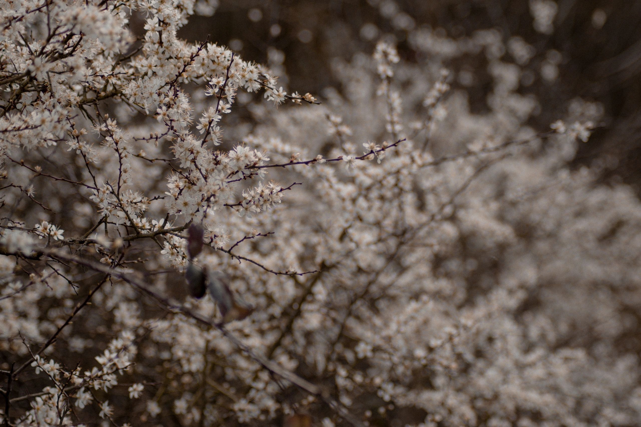 Wild & Wander Photography