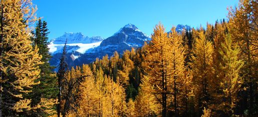 Explore Banff Tours & Transfers Inc. - Tour, Transfer