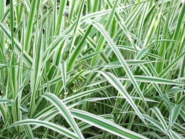 Variegated Reed Sweet Grass - Marginal