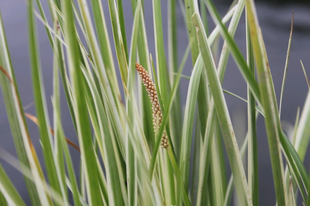 3x Slender Sweet Flag (Variegated) 9cm pot - Acorus calamus variegatus