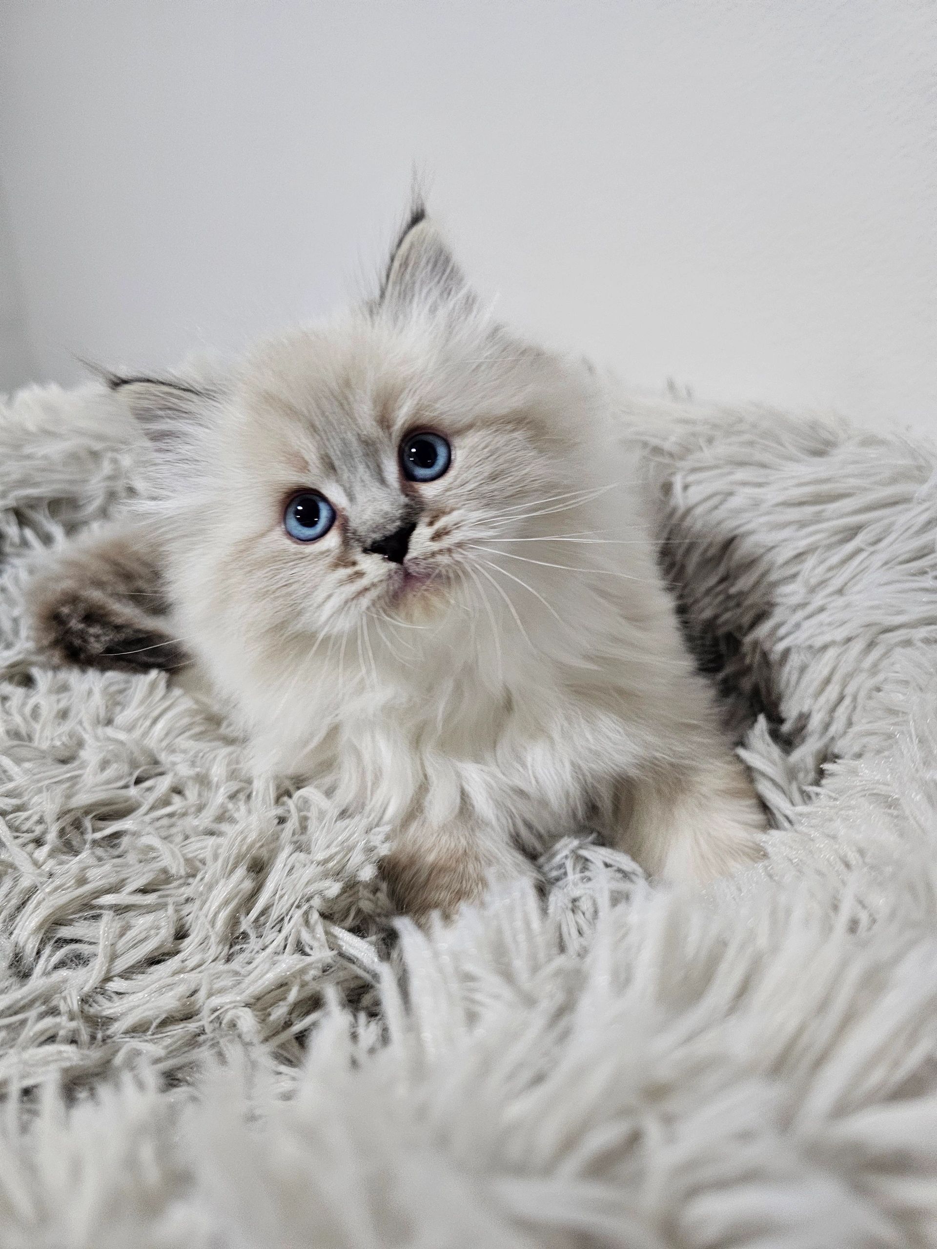 Available Kittens
