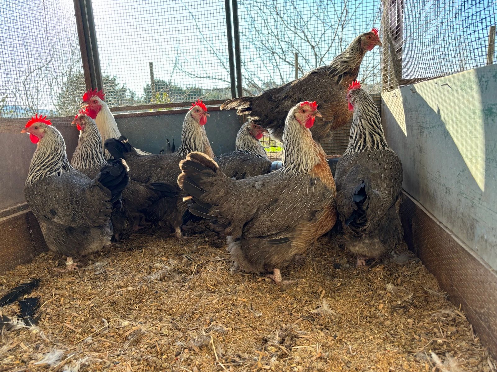 Fontana Heritage Poultry