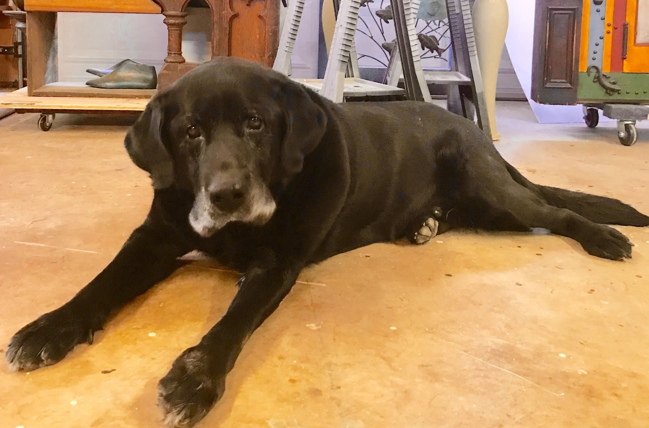 Rockydogstudio - Art and Design, Furniture, Art