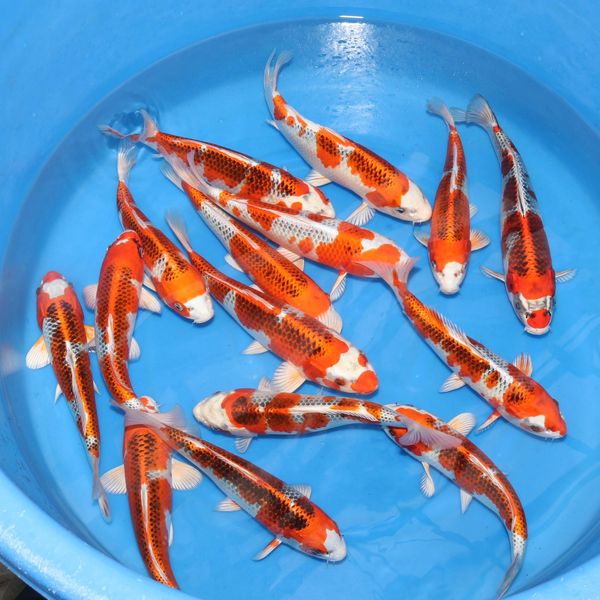 Japanese Koi for Sale - Only Jap Koi