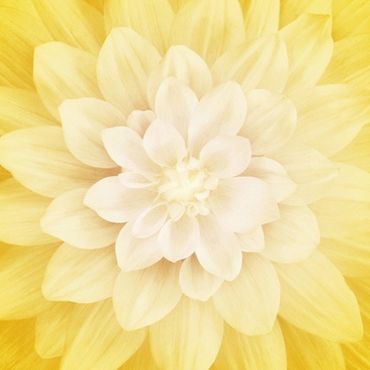 Shop Dream Big Panels